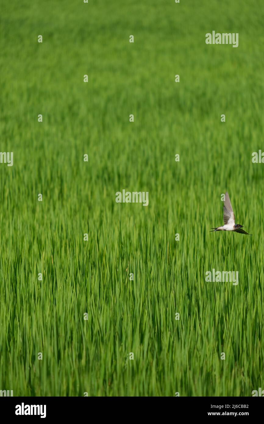 Flying to eternity hi-res stock photography and images - Alamy