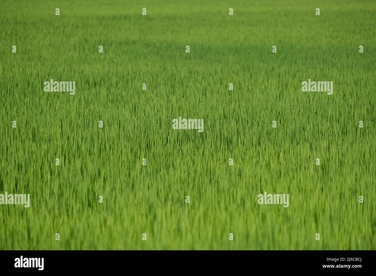 Smooth green color hi-res stock photography and images - Alamy