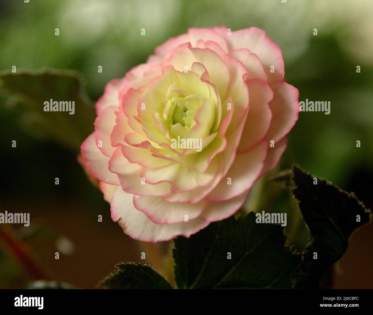 Pink and white Rose Picotee Begonia with yellow center and green ...