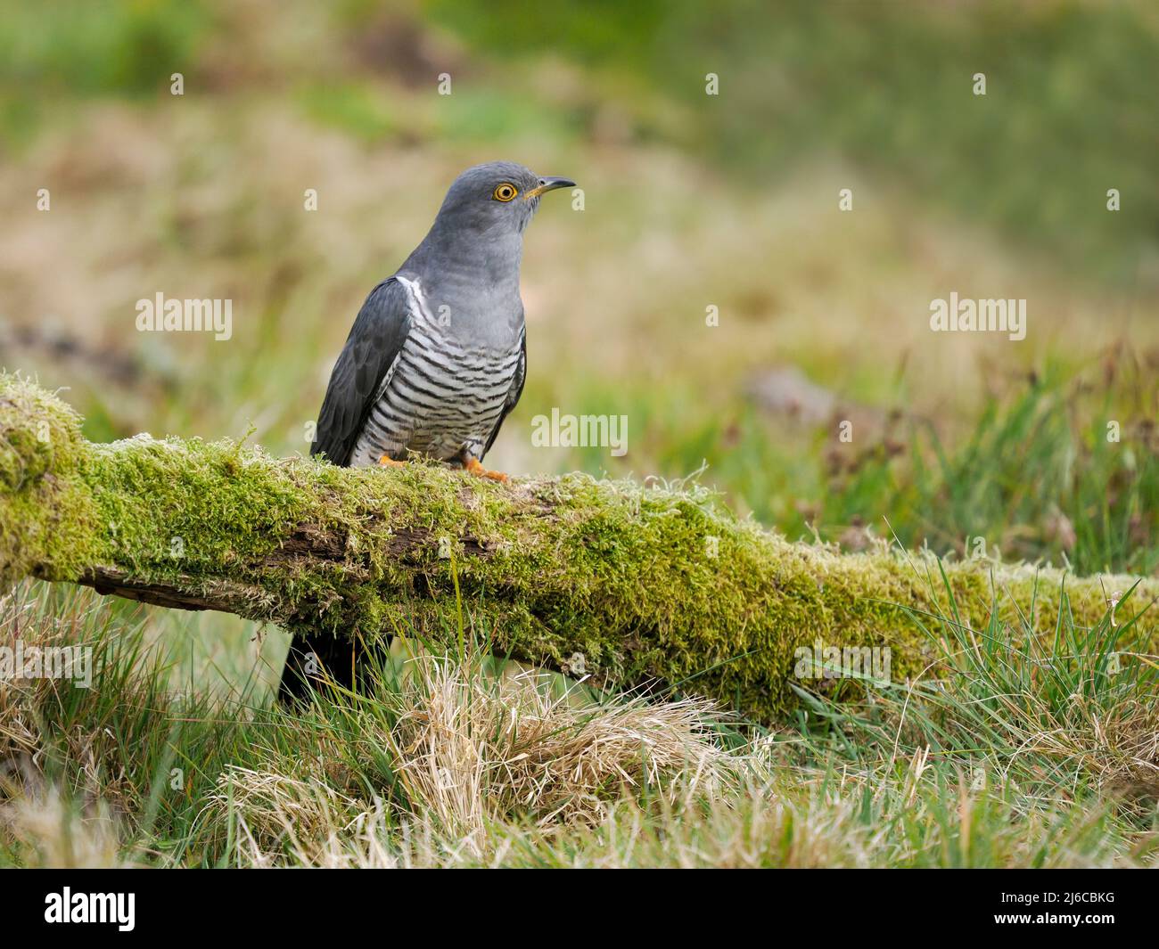 Common cuckoo, Cuculus canorus, single male bird on perch, Surrey ...