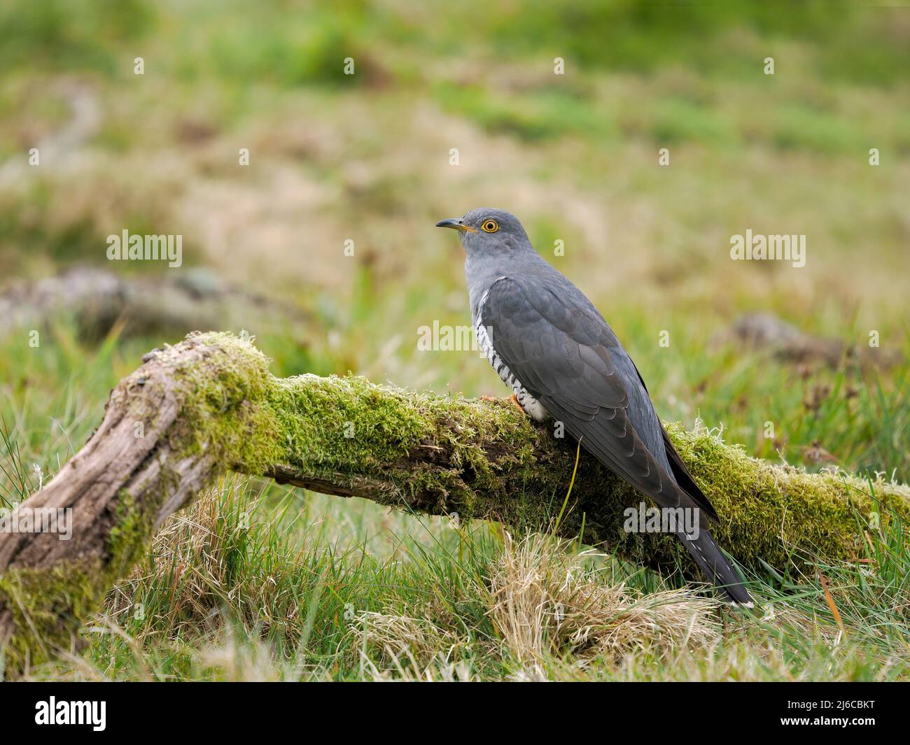 Common cuckoo, Cuculus canorus, single male bird on perch, Surrey ...