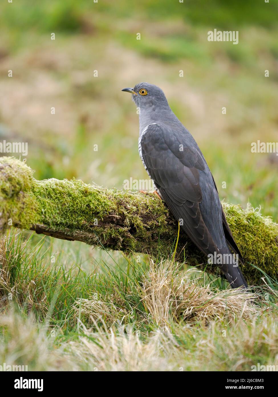 Common cuckoo, Cuculus canorus, single male bird on perch, Surrey ...