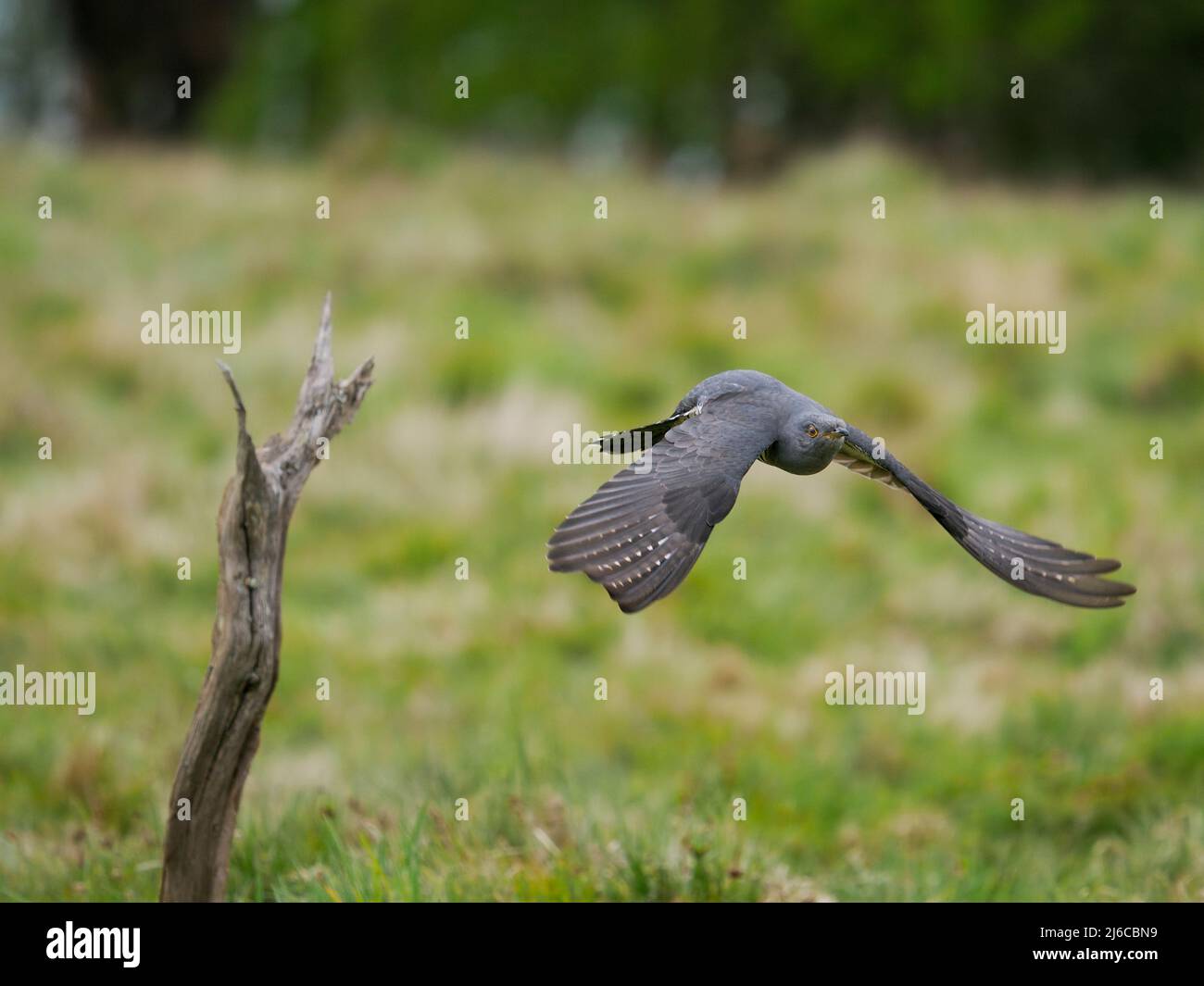 Common cuckoo, Cuculus canorus, single male bird in flight, Surrey ...