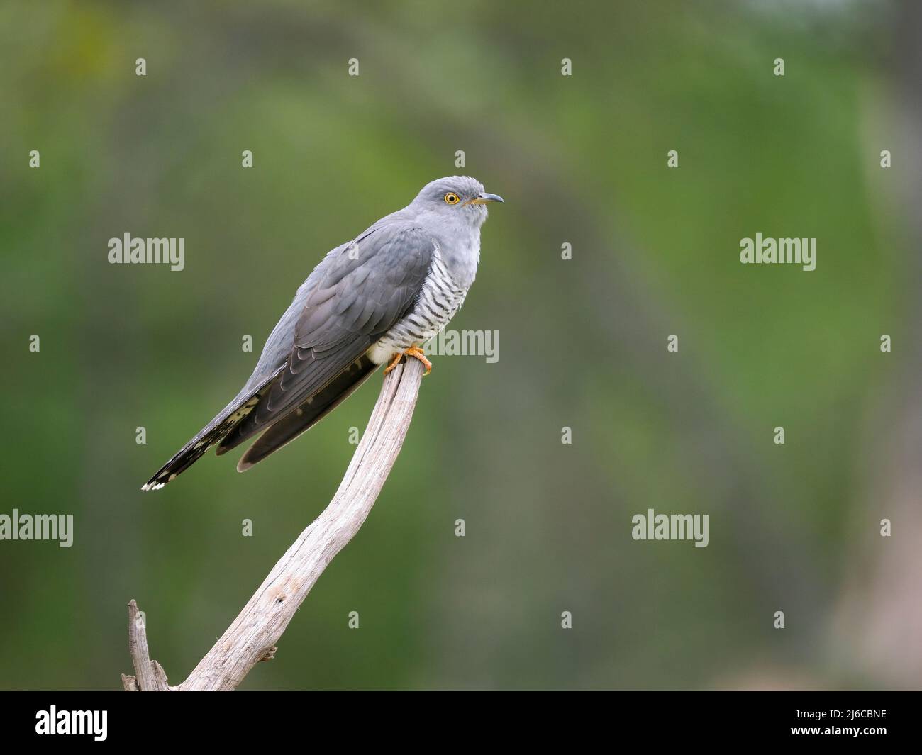 Common cuckoo, Cuculus canorus, single male bird on perch, Surrey ...