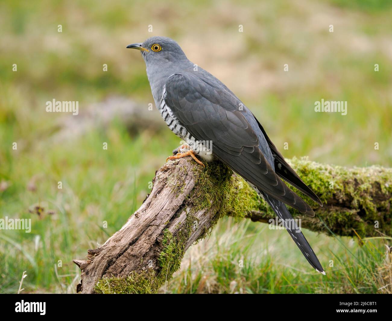 Common cuckoo, Cuculus canorus, single male bird on perch, Surrey ...