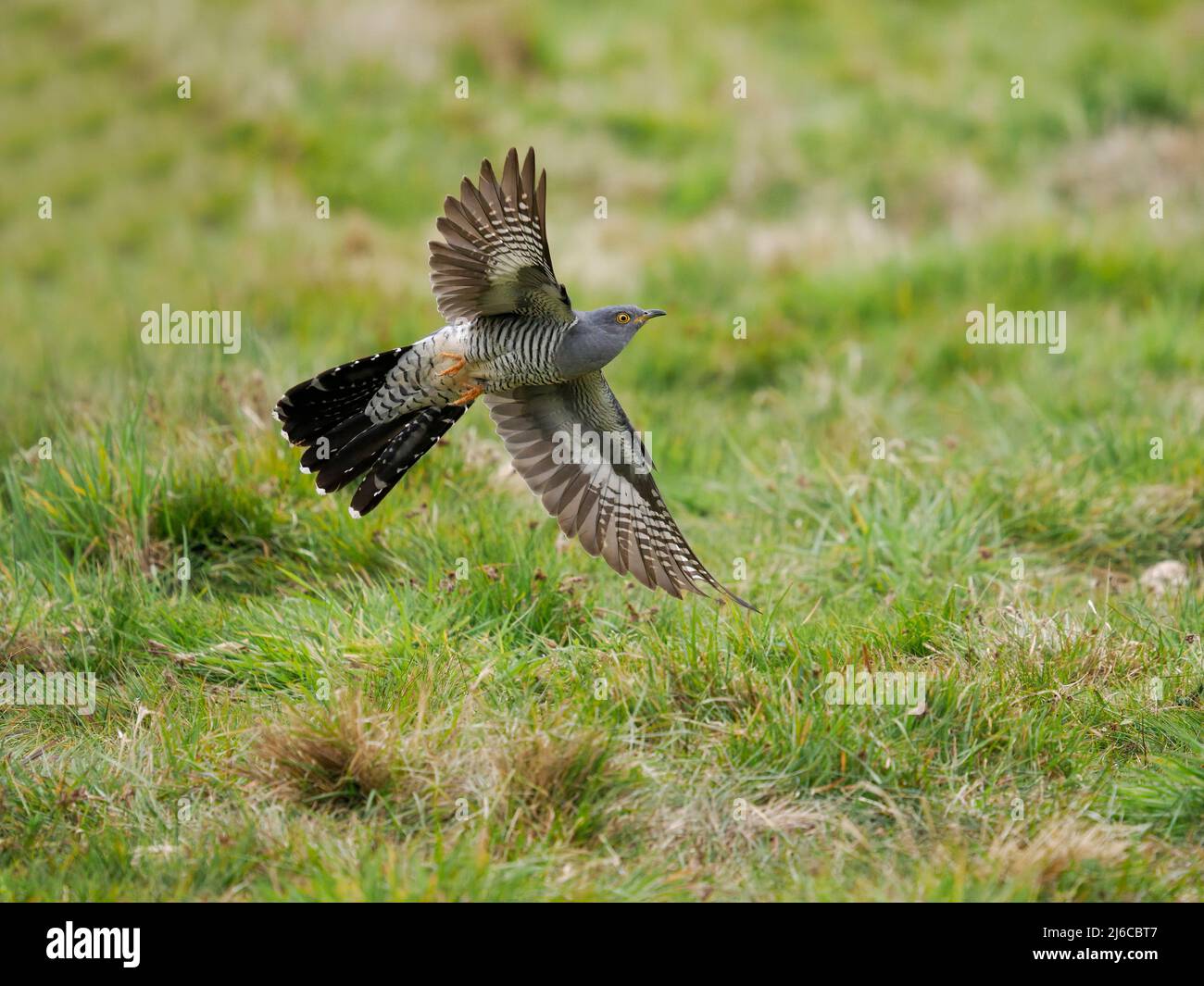 Common cuckoo, Cuculus canorus, single male bird in flight, Surrey ...