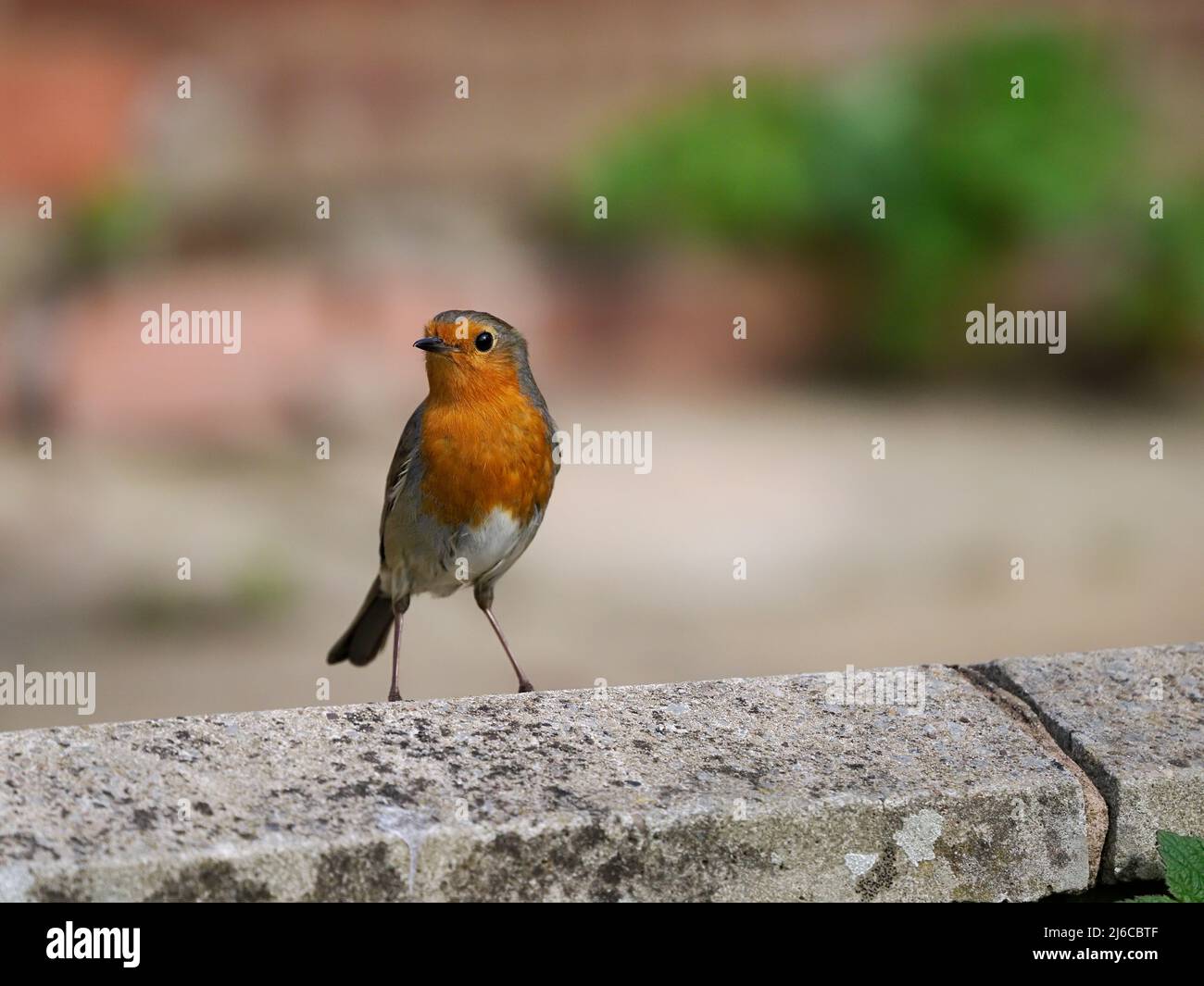 Robin, Erithacus rubecula, single bird on wall, Warwickshire, April ...