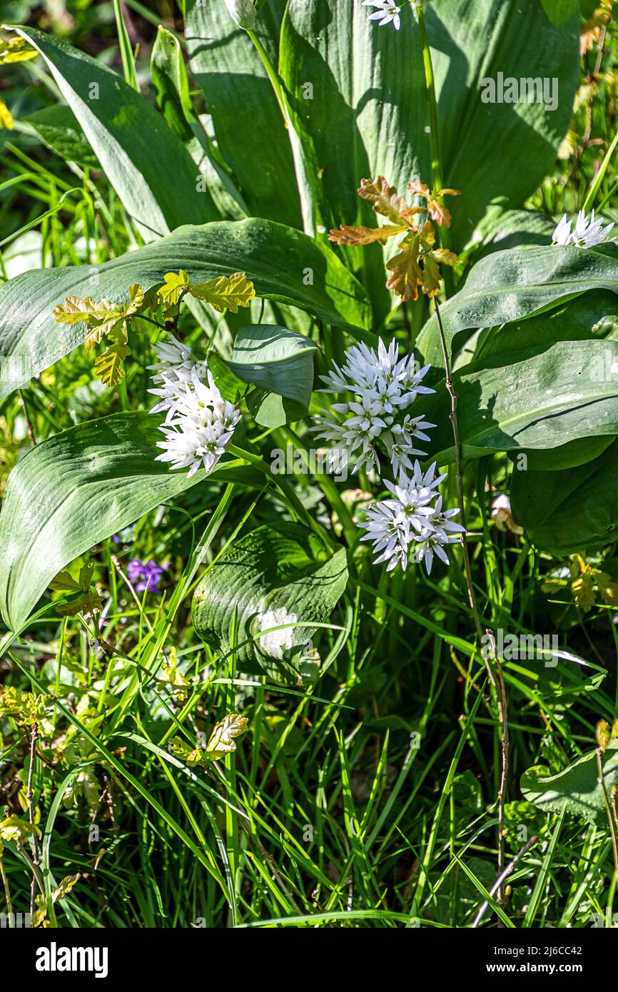 Flowering ramsons in spring. Allium ursinum also known as wild garlic ...