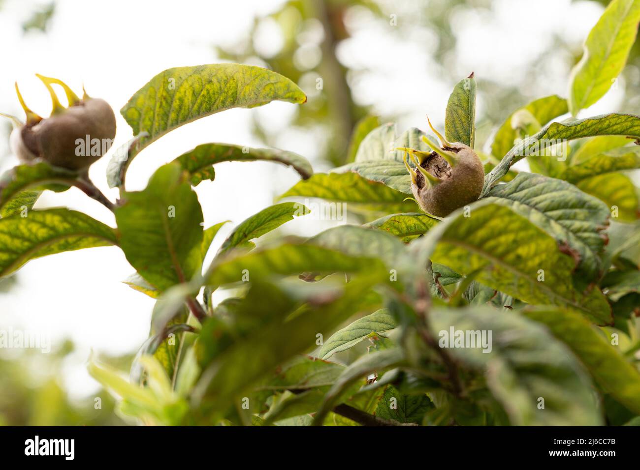 Japanese apple tree fruits hi-res stock photography and images - Alamy