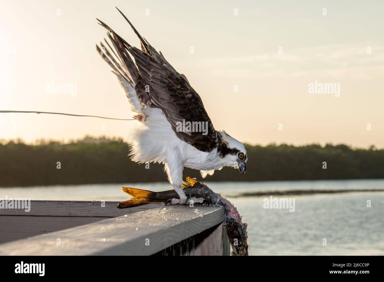 Florida. Adult male Osprey, (Pandion haliaetus) pooping while devouring ...