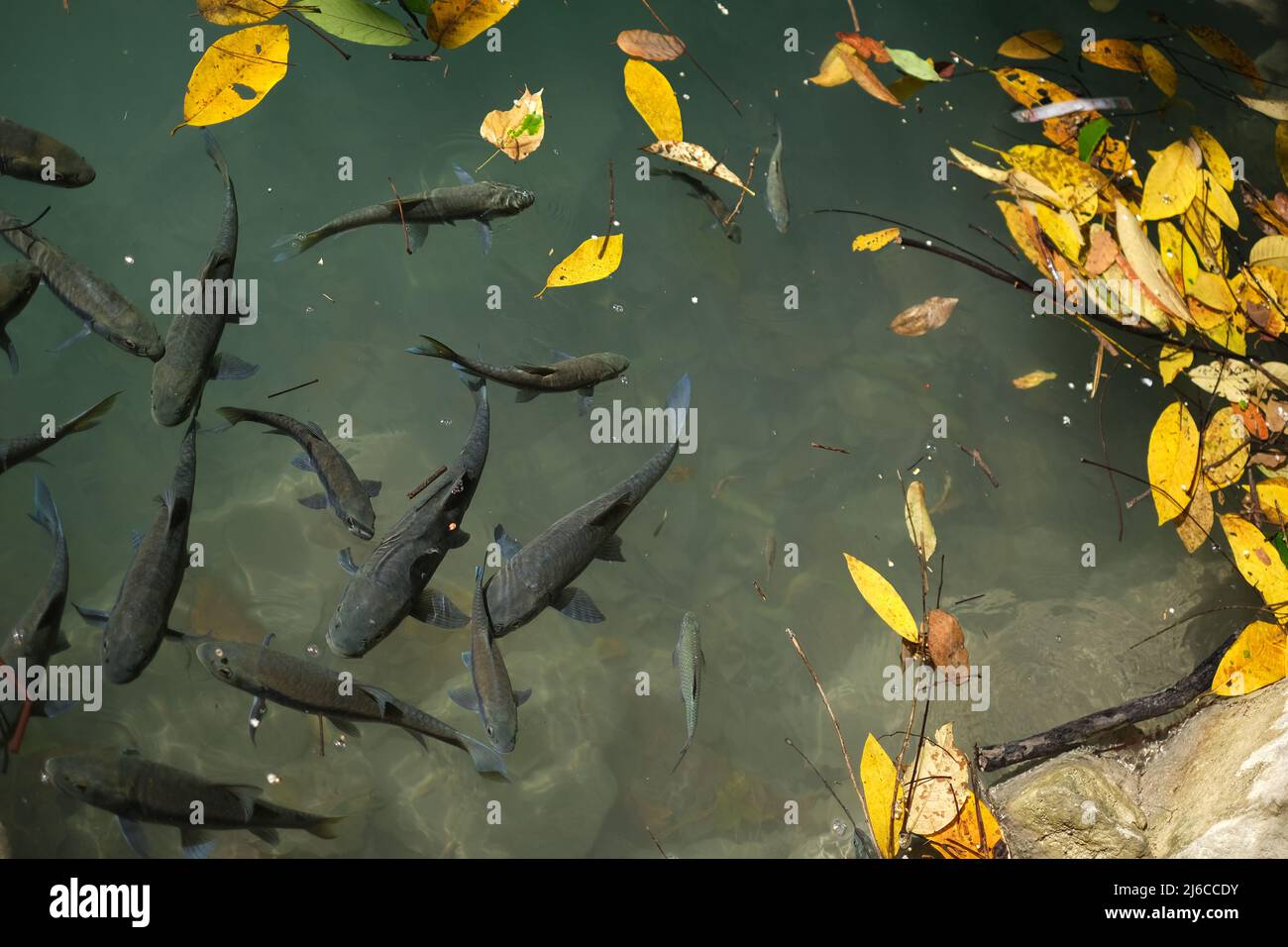 Shoal of fish in a crystal clear sunlit river, with a bunch of dry ...