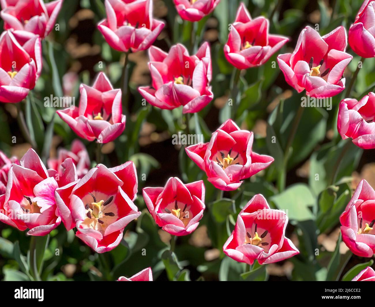 tulip flowers, natural background or surface with photo of top view ...
