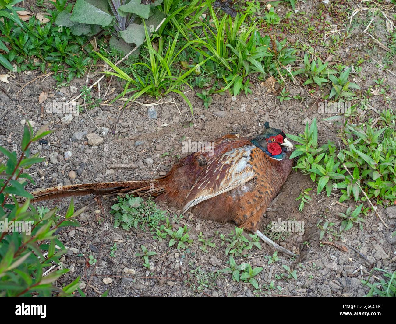 Bathing ring hi-res stock photography and images - Alamy