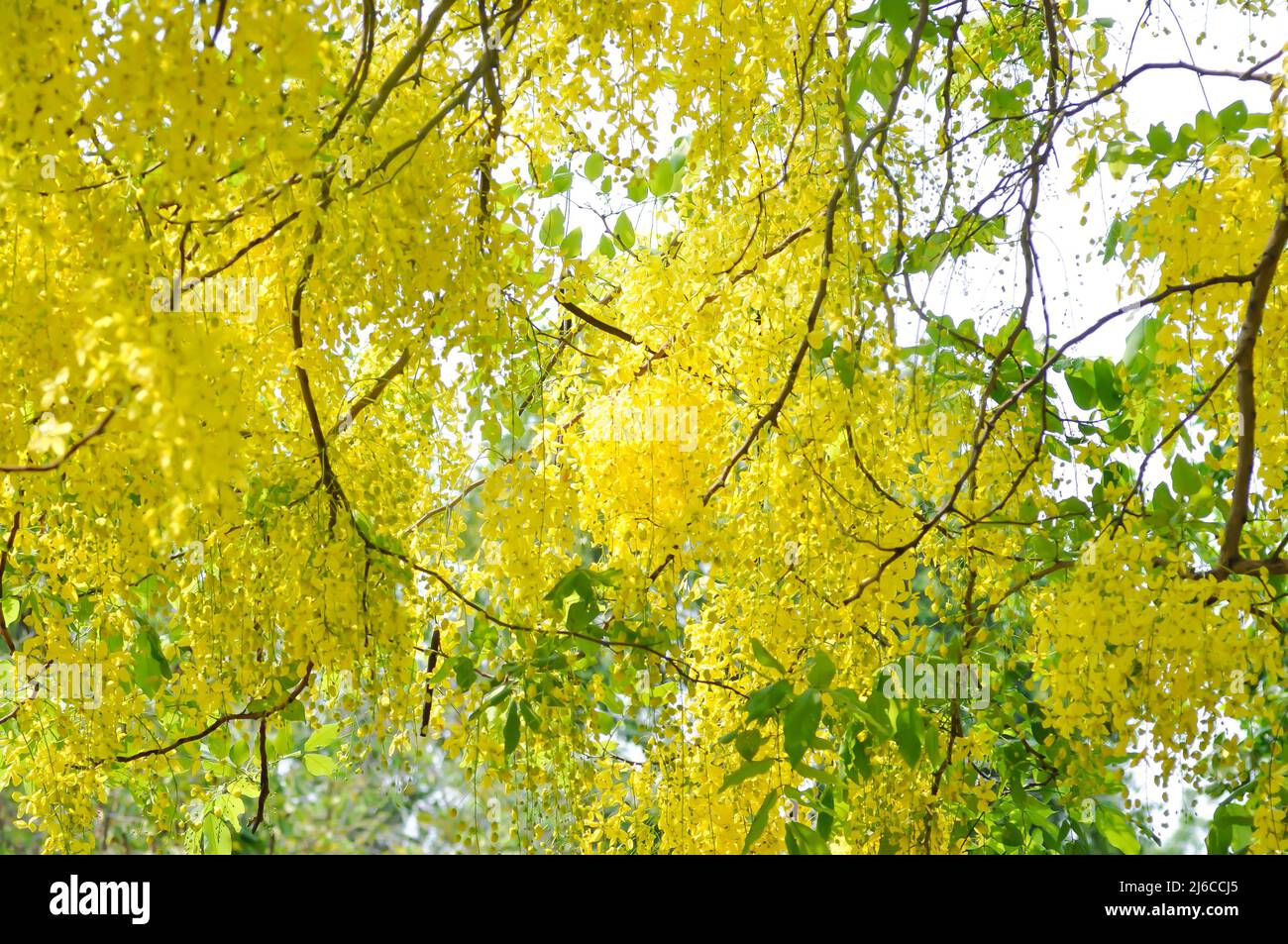 Cassia fistula ,LEGUMINOSAE CAESALPINIOIDEAE or Pudding Pine or Indian Laburnum or Golden Shower ...