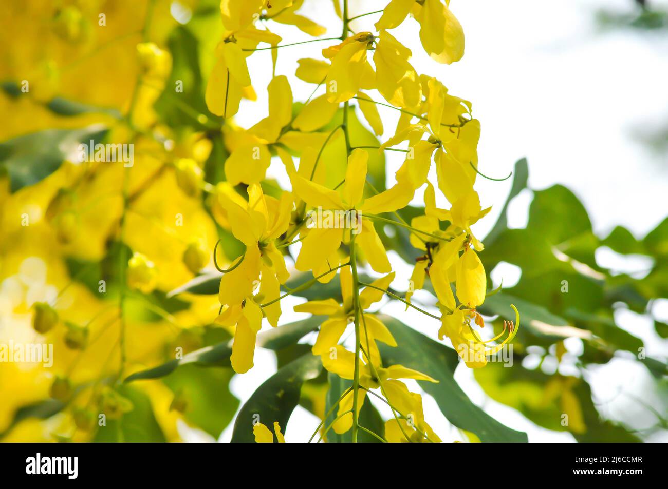 Cassia fistula ,LEGUMINOSAE CAESALPINIOIDEAE or Pudding Pine or Indian Laburnum or Golden Shower ...