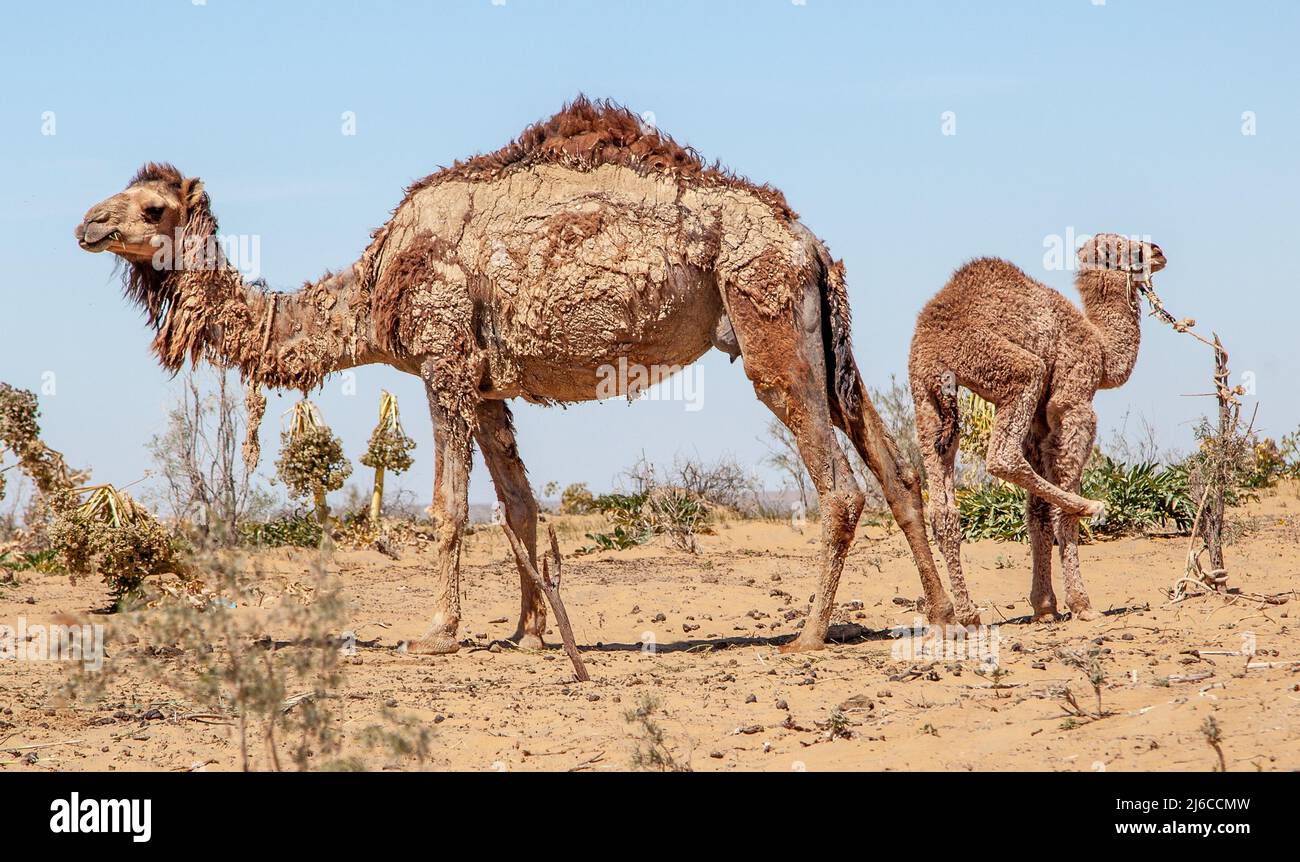 Mother camel and her young tethered in Uzbekistan desert Stock Photo ...