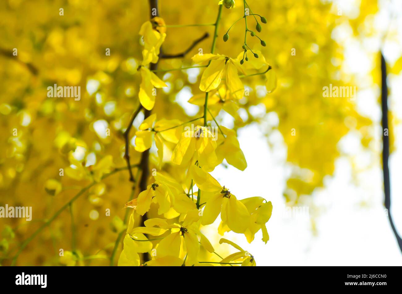 Cassia fistula ,LEGUMINOSAE CAESALPINIOIDEAE or Pudding Pine or Indian Laburnum or Golden Shower ...