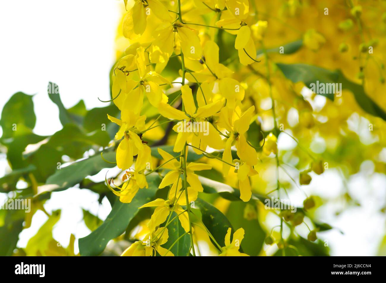 Cassia fistula ,LEGUMINOSAE CAESALPINIOIDEAE or Pudding Pine or Indian ...