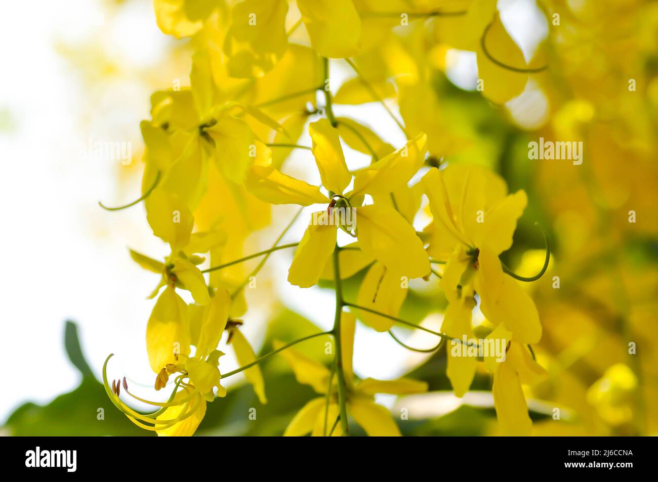 Cassia fistula ,LEGUMINOSAE CAESALPINIOIDEAE or Pudding Pine or Indian Laburnum or Golden Shower ...