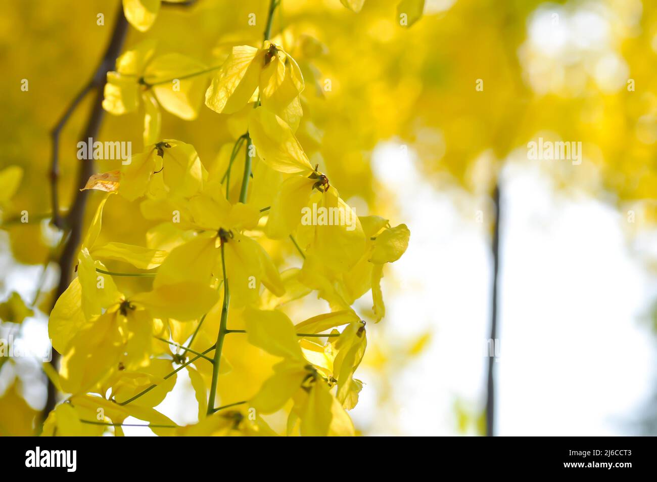 Cassia fistula ,LEGUMINOSAE CAESALPINIOIDEAE or Pudding Pine or Indian Laburnum or Golden Shower ...