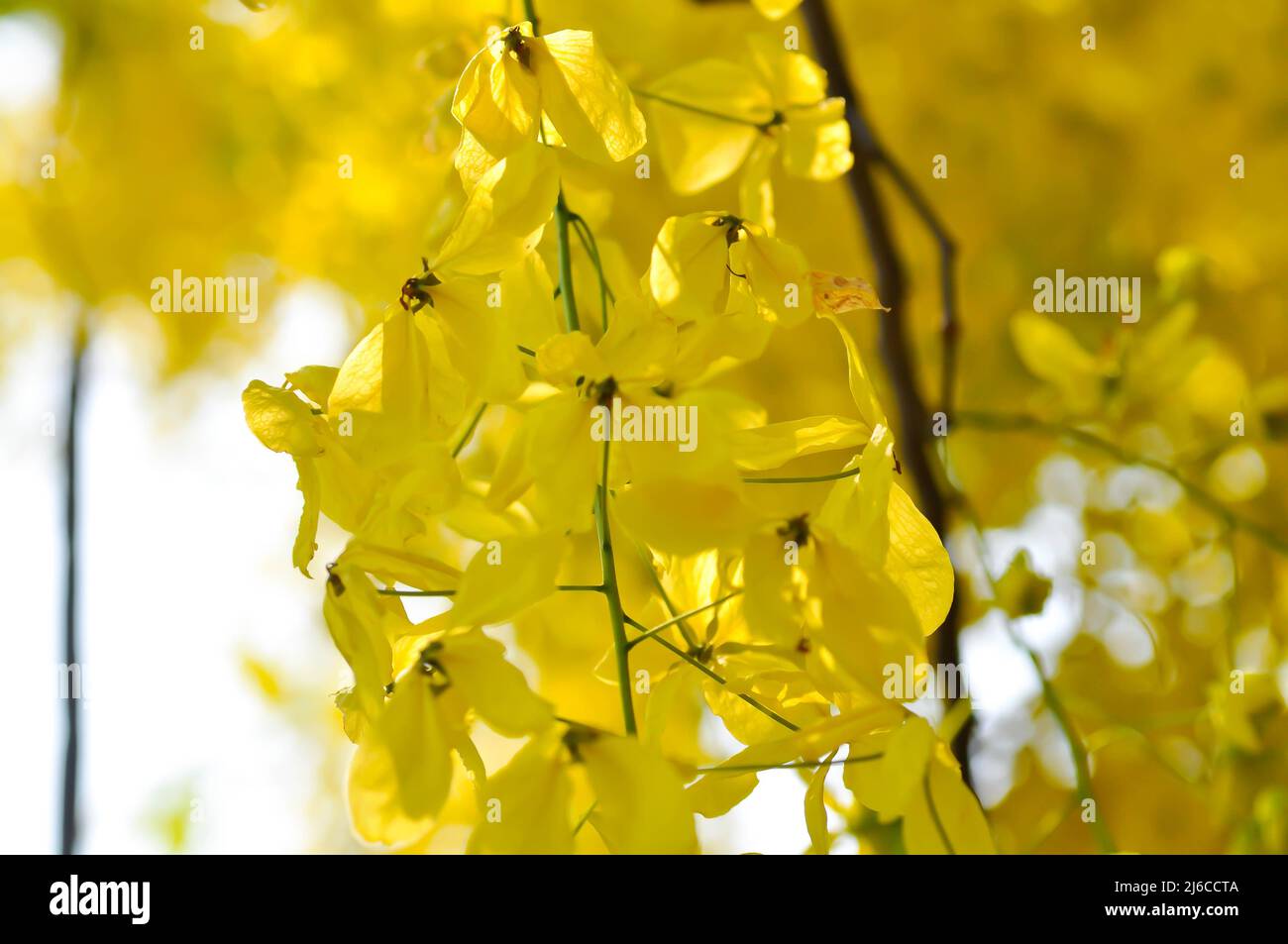 Cassia fistula ,LEGUMINOSAE CAESALPINIOIDEAE or Pudding Pine or Indian Laburnum or Golden Shower ...