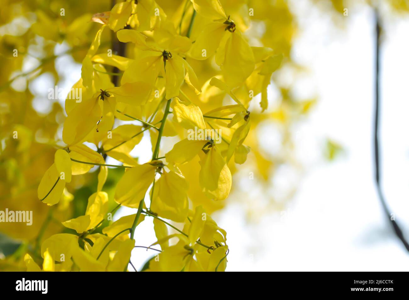 Cassia fistula ,LEGUMINOSAE CAESALPINIOIDEAE or Pudding Pine or Indian Laburnum or Golden Shower ...