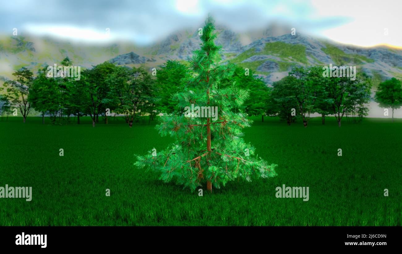 Single pine tree standing alone in front of the forest and a sky with ...