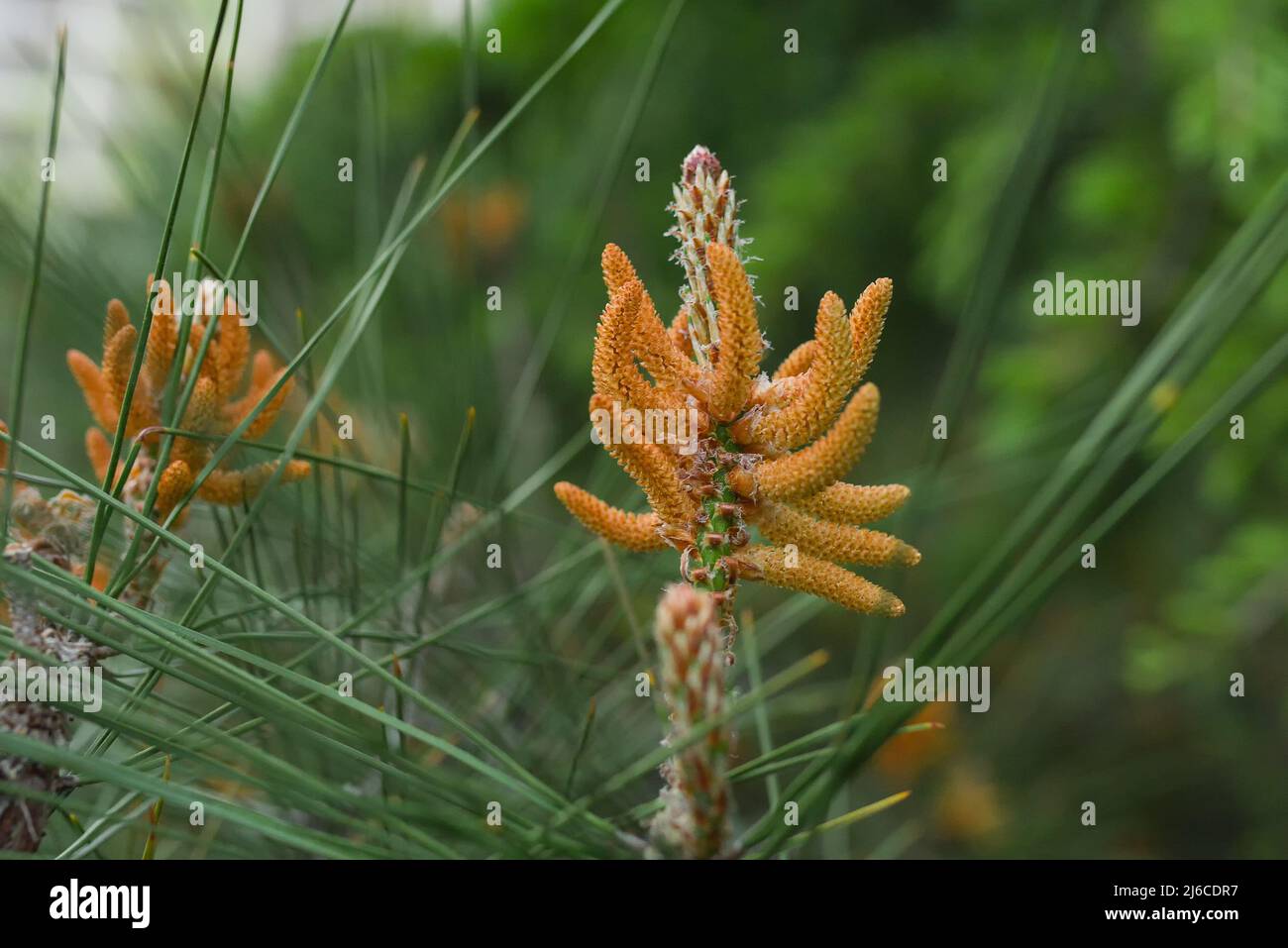 Pinus sylvestris Scots pine Crimean pine or Baltic pine. branch with ...