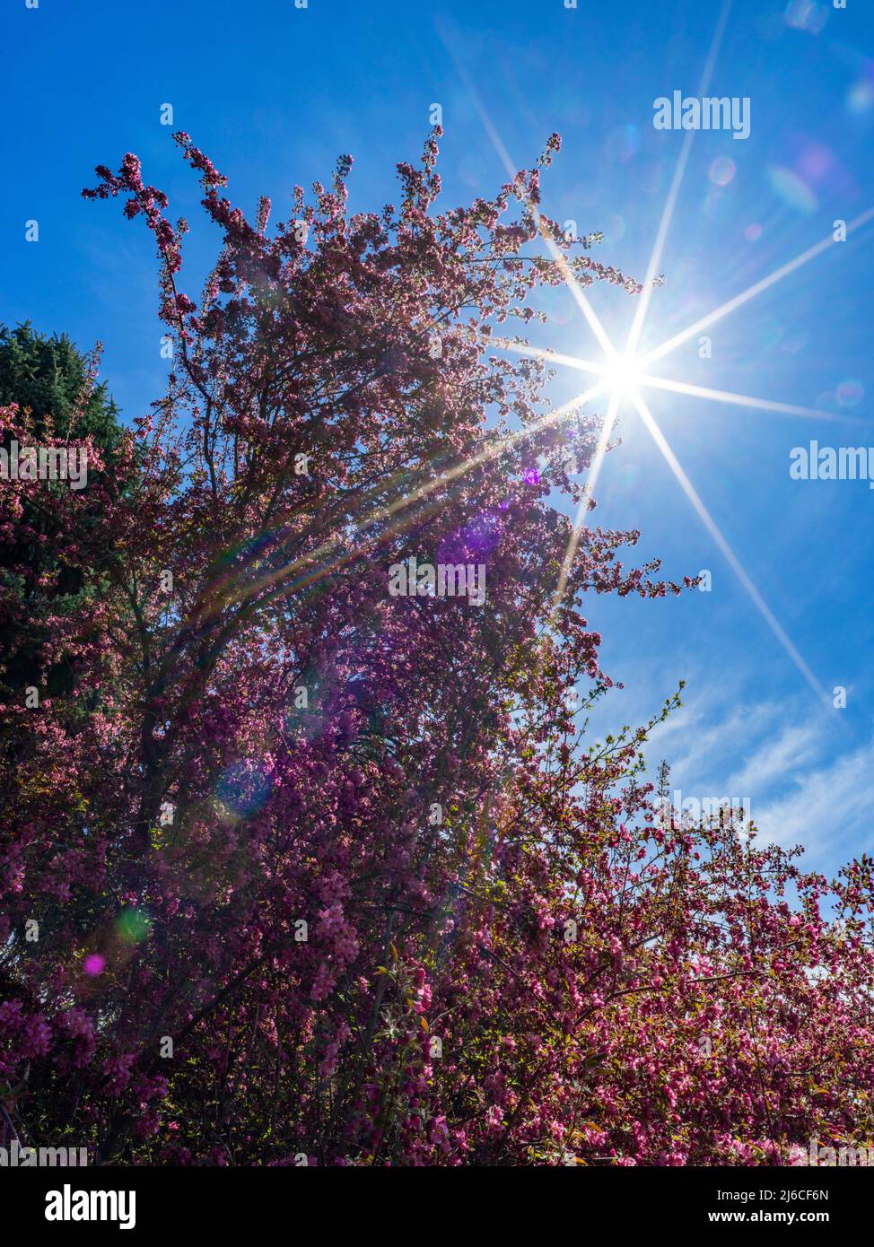 Lens flare and sunburst of a blooming tree Stock Photo - Alamy