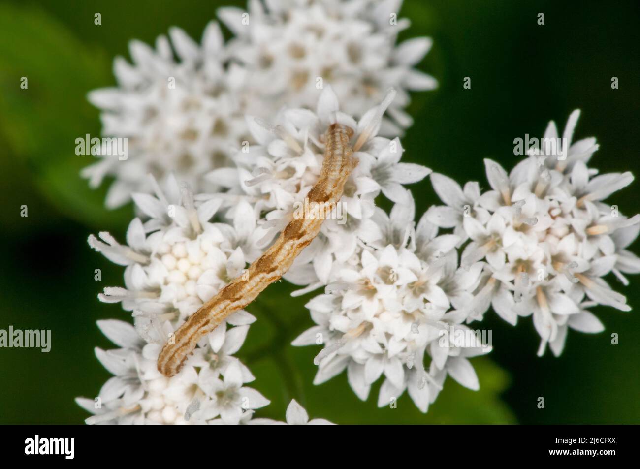 Moth in the wild hi-res stock photography and images - Alamy