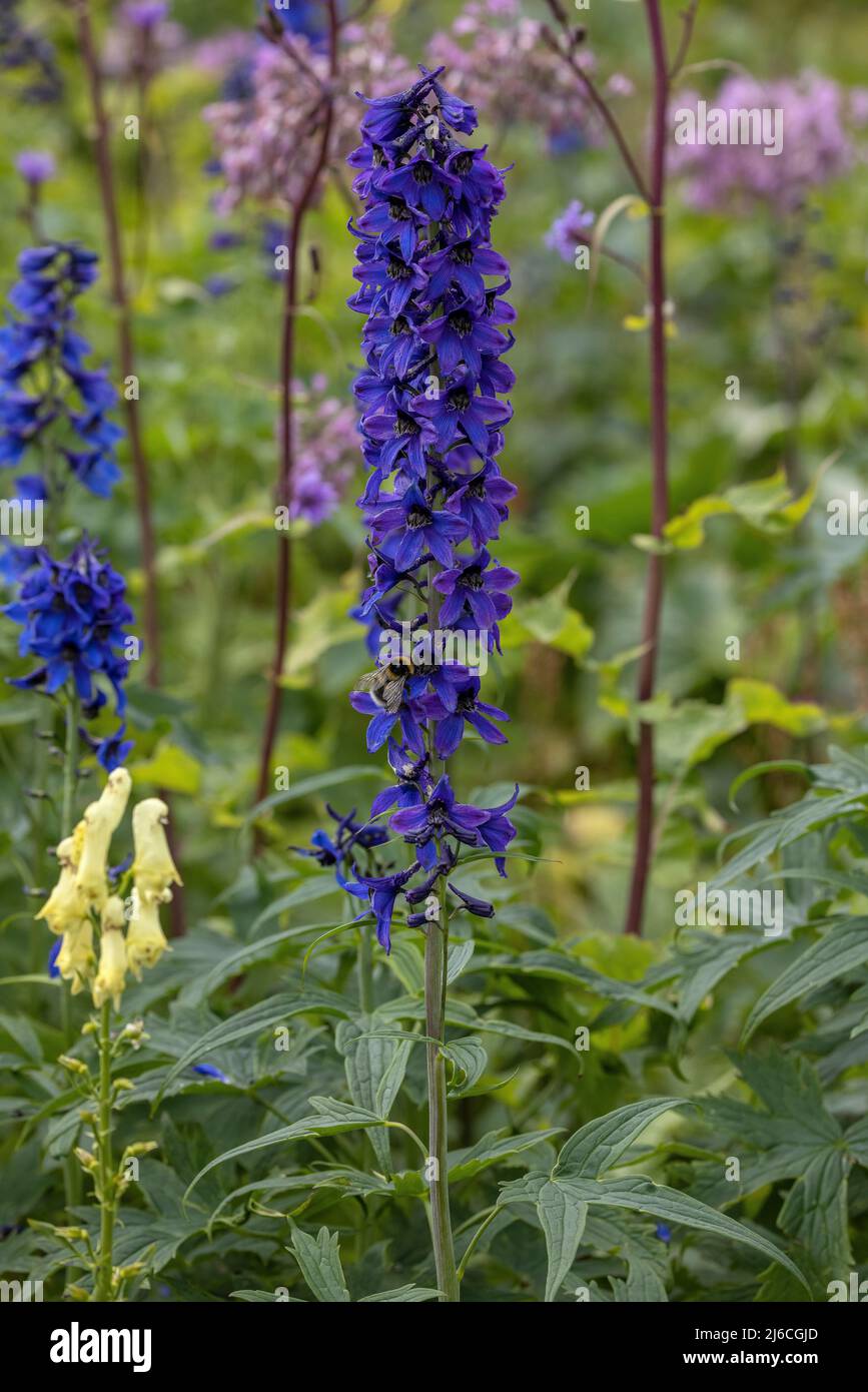 Alpine delphinium, Delphinium elatum in flower in species-rich montane ...