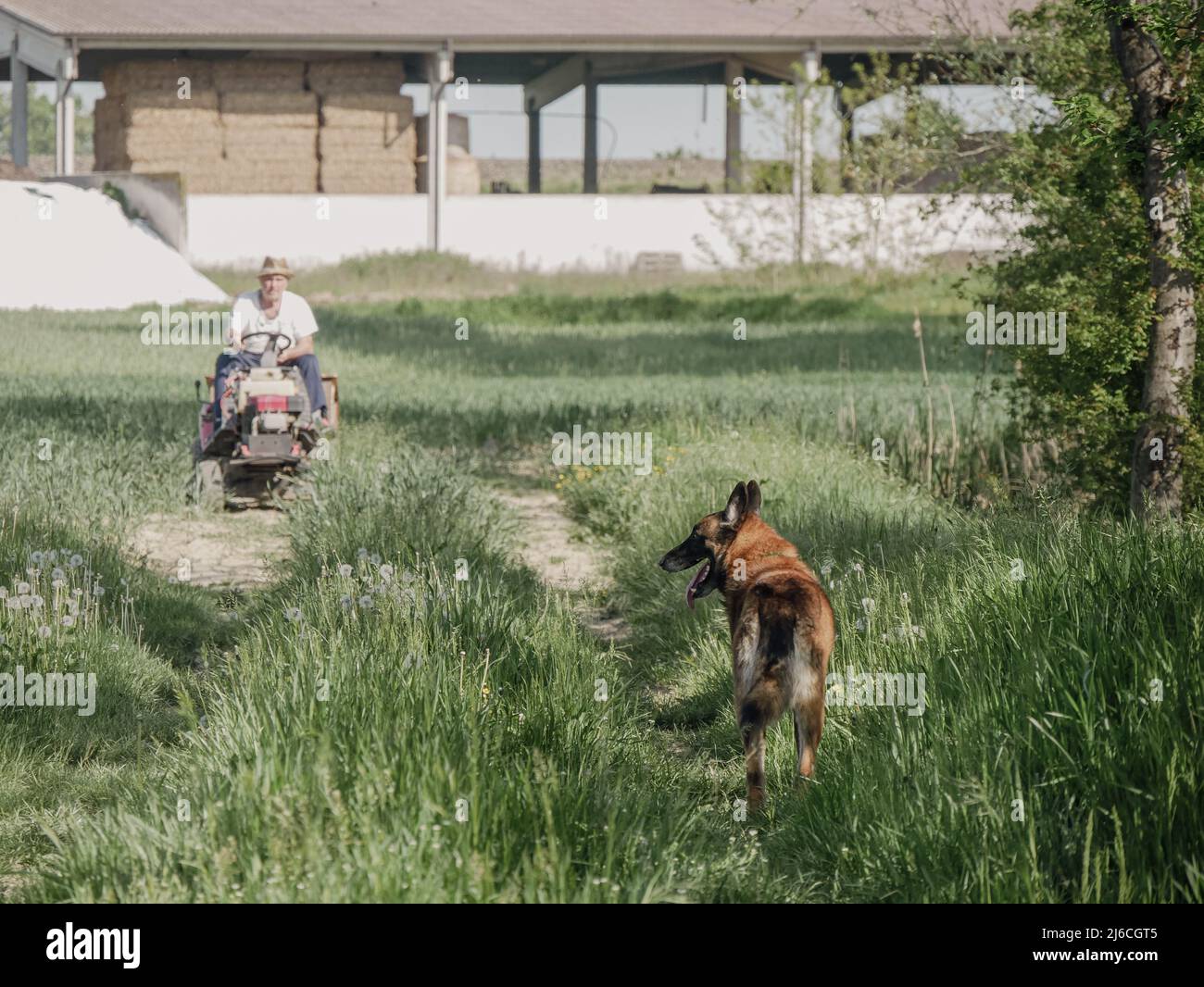 Dog driving tractor hi-res stock photography and images - Alamy
