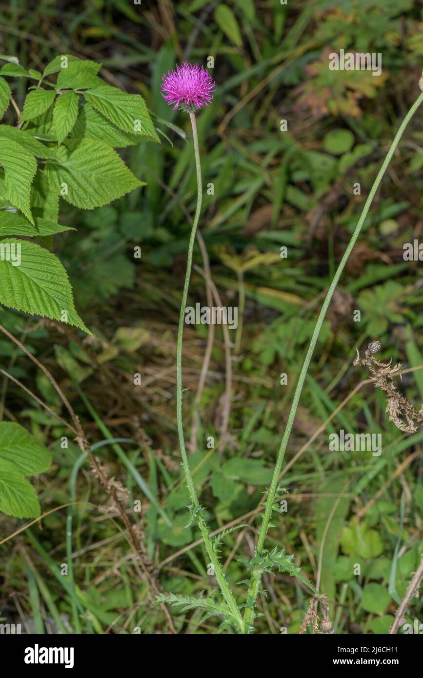 Alpine thistle, in its pyrenean form, Carduus defloratus subsp. medius ...