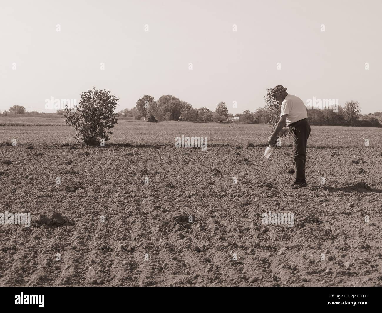 old italian strong active farmer planting seeds in the plowing organic ...