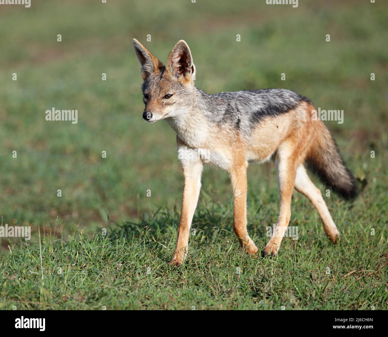 Animals of tanzania hi-res stock photography and images - Alamy