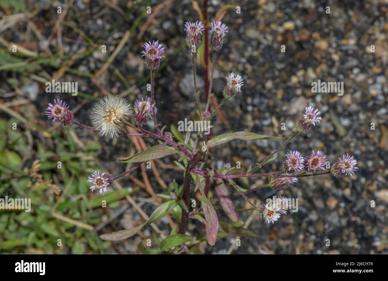 Blue Fleabane, Erigeron acer in flower Stock Photo - Alamy