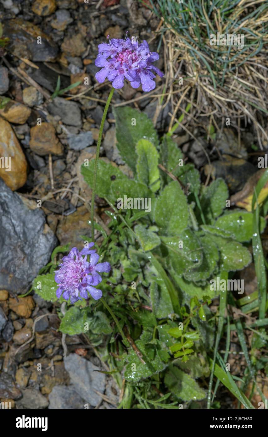Pyrenean Scabious, Scabiosa cinerea, in flower in late summer in the ...