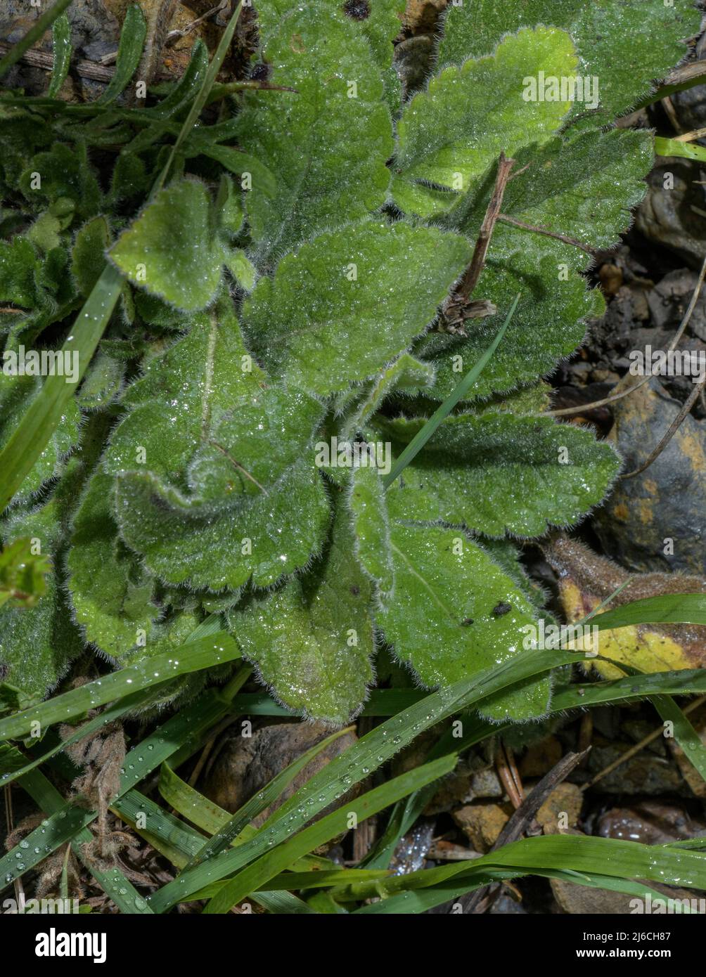 Scabiosa columbaria ssp cinerea hi-res stock photography and images - Alamy