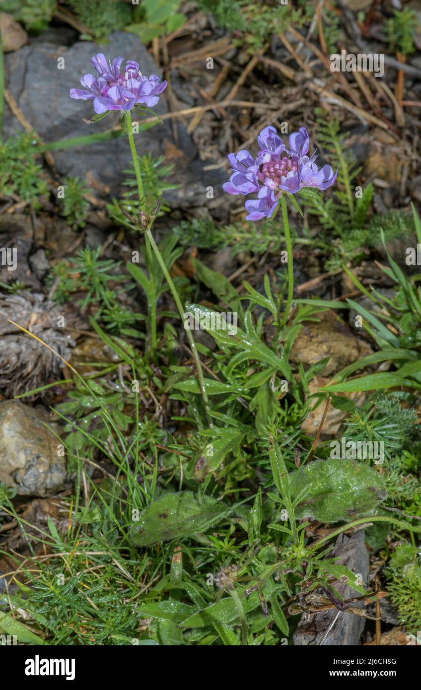 Pyrenean Scabious, Scabiosa cinerea, in flower in late summer in the ...