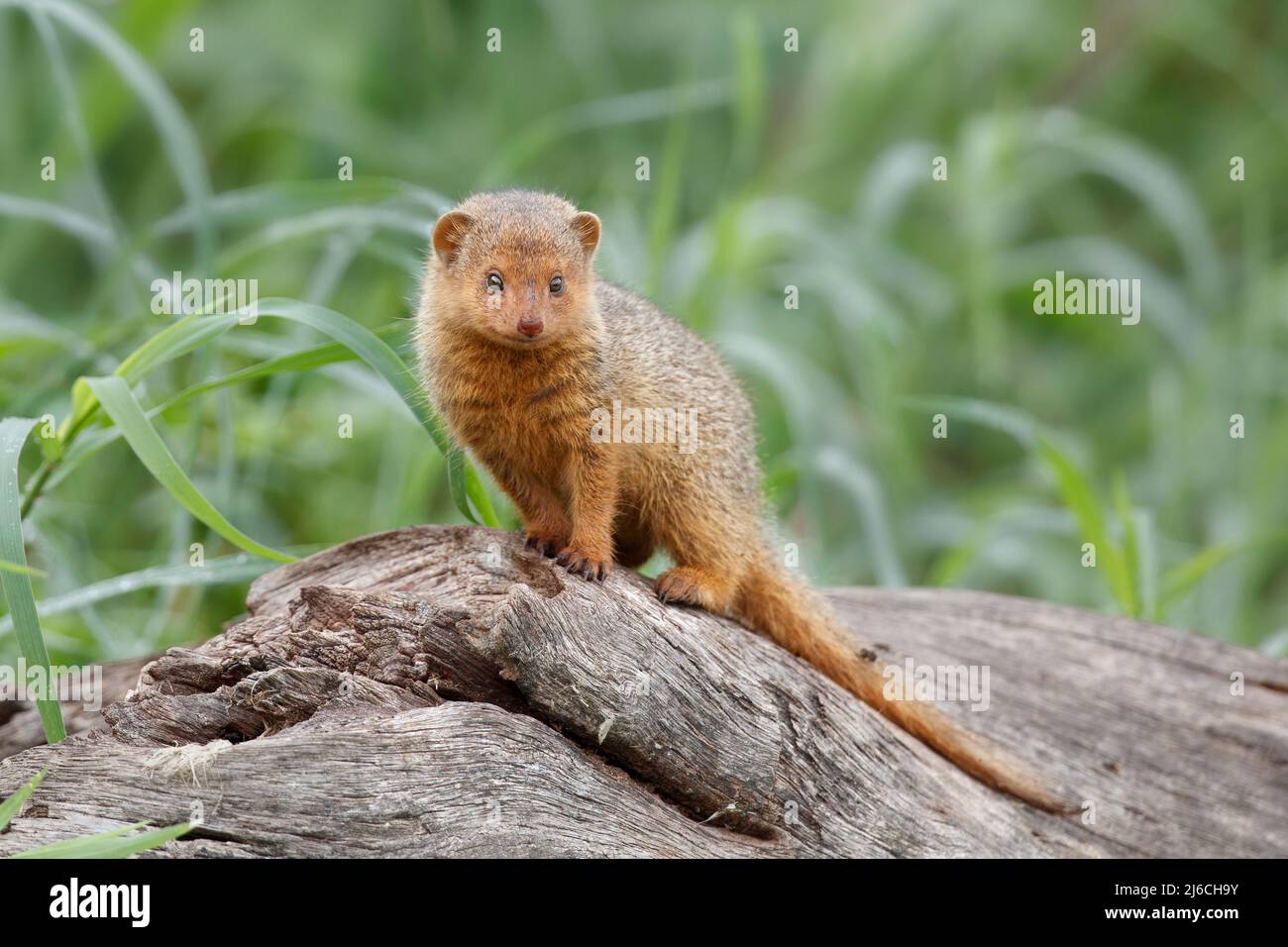 Cute Common dwarf mongoose (Helogale parvula) sitting on a dead tree in ...