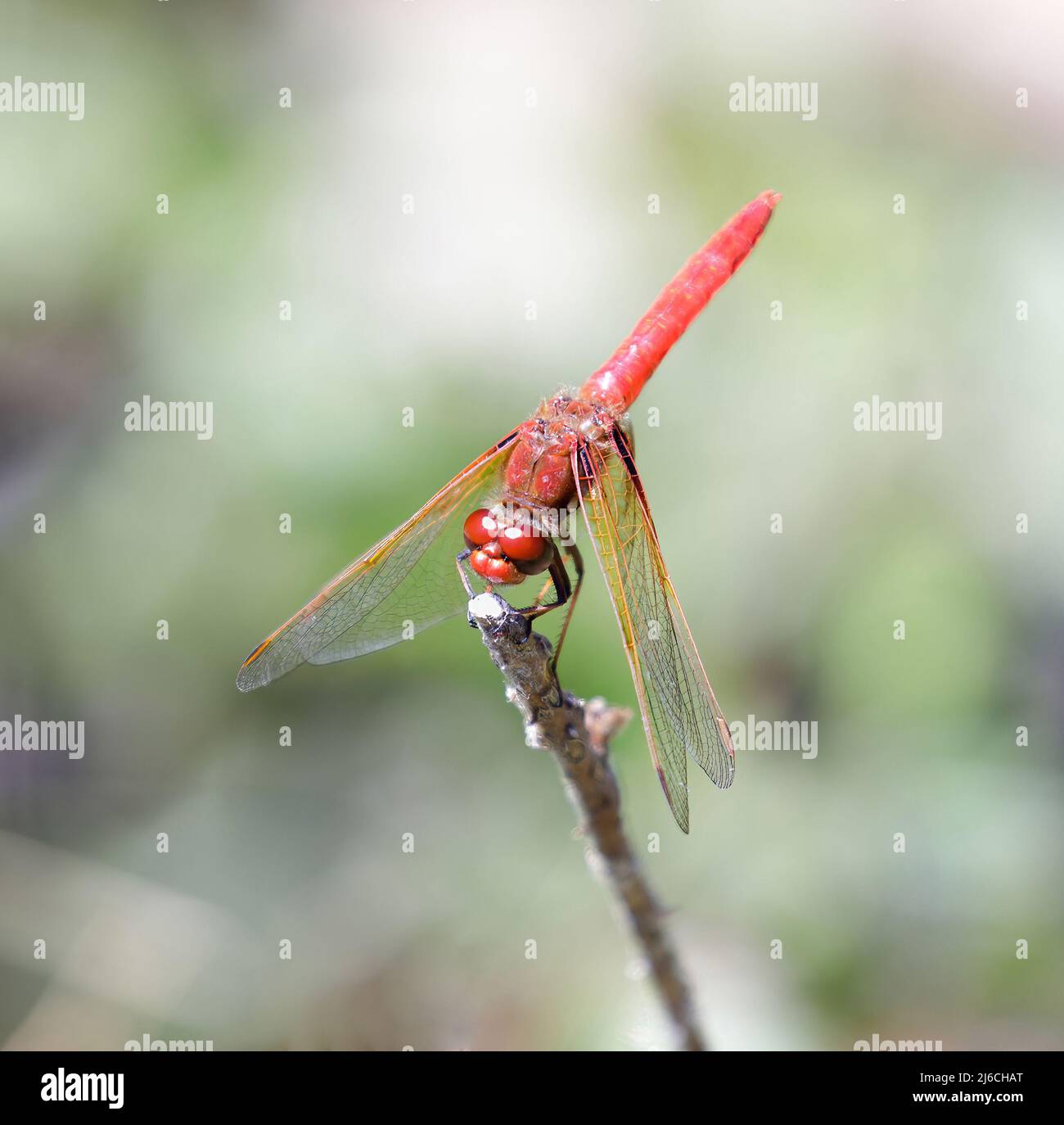 Cardinal Meadowhawk resting on plant. Foothills Park, Santa Clara ...