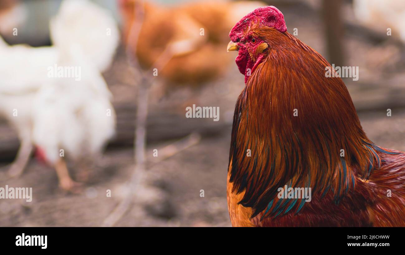 Side view of bright red rooster with brown plumage and pointed beak ...
