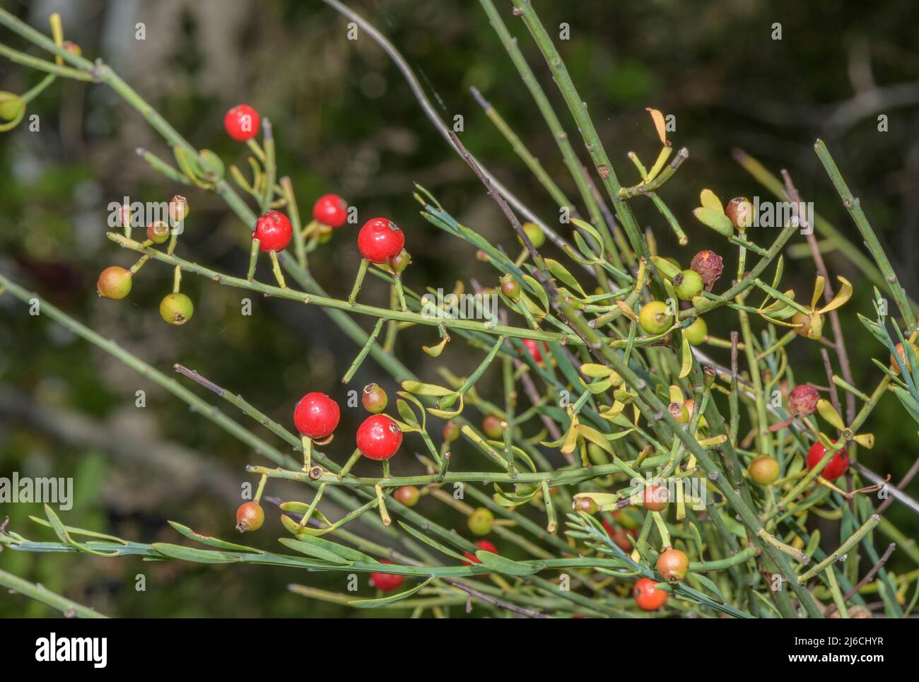 Osyris hi-res stock photography and images - Alamy