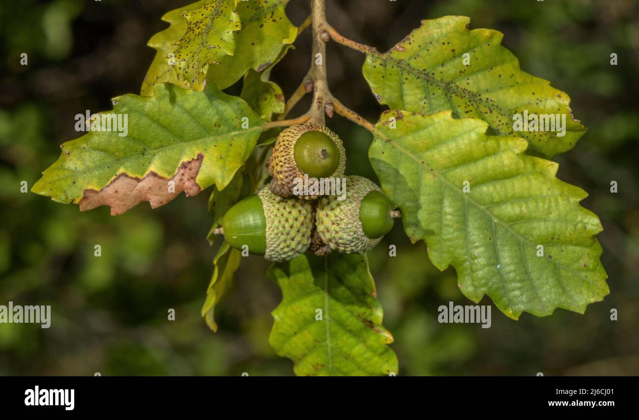 Portuguese oak quercus faginea hi-res stock photography and images - Alamy