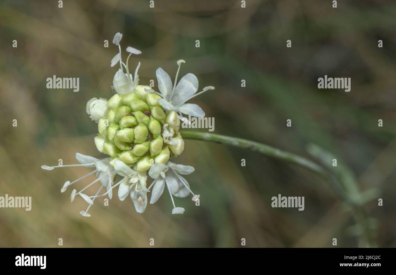 A yellow scabious, Cephalaria leucantha in flower in the Pyrenees Stock ...
