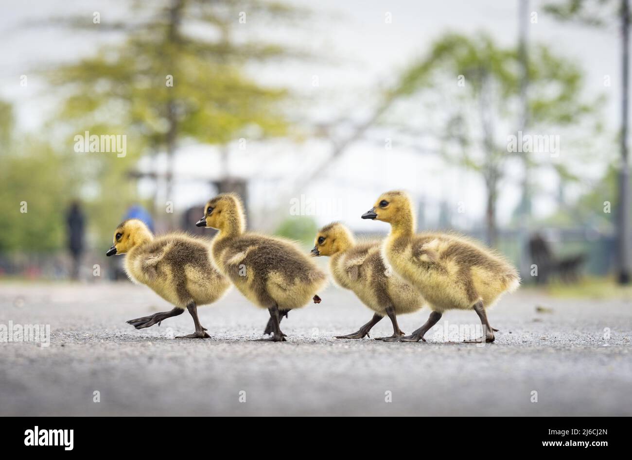 30 April 2022, Hessen, Frankfurt/Main: Four small Canada goose chicks ...