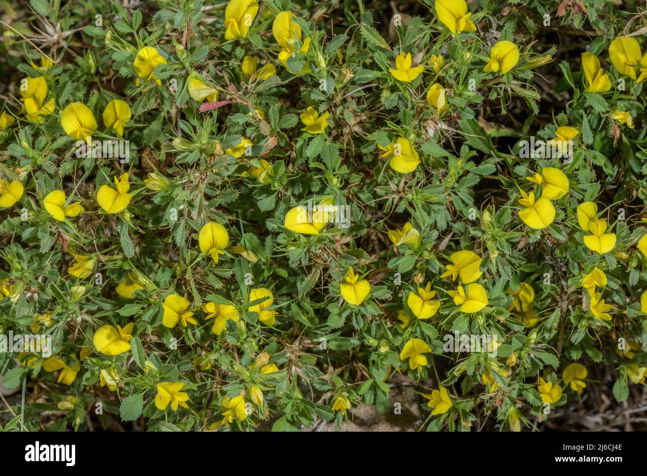 Dwarf yellow hi-res stock photography and images - Alamy