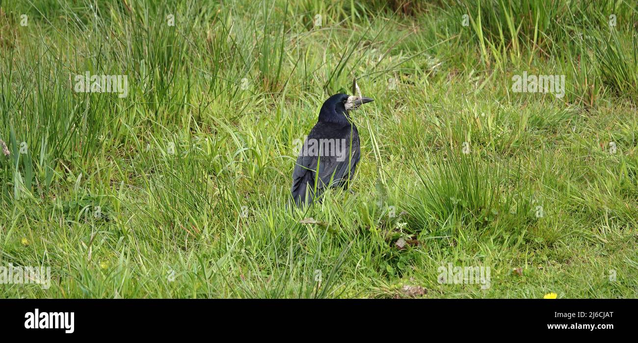 Member of the corvidae crow family hi-res stock photography and images ...