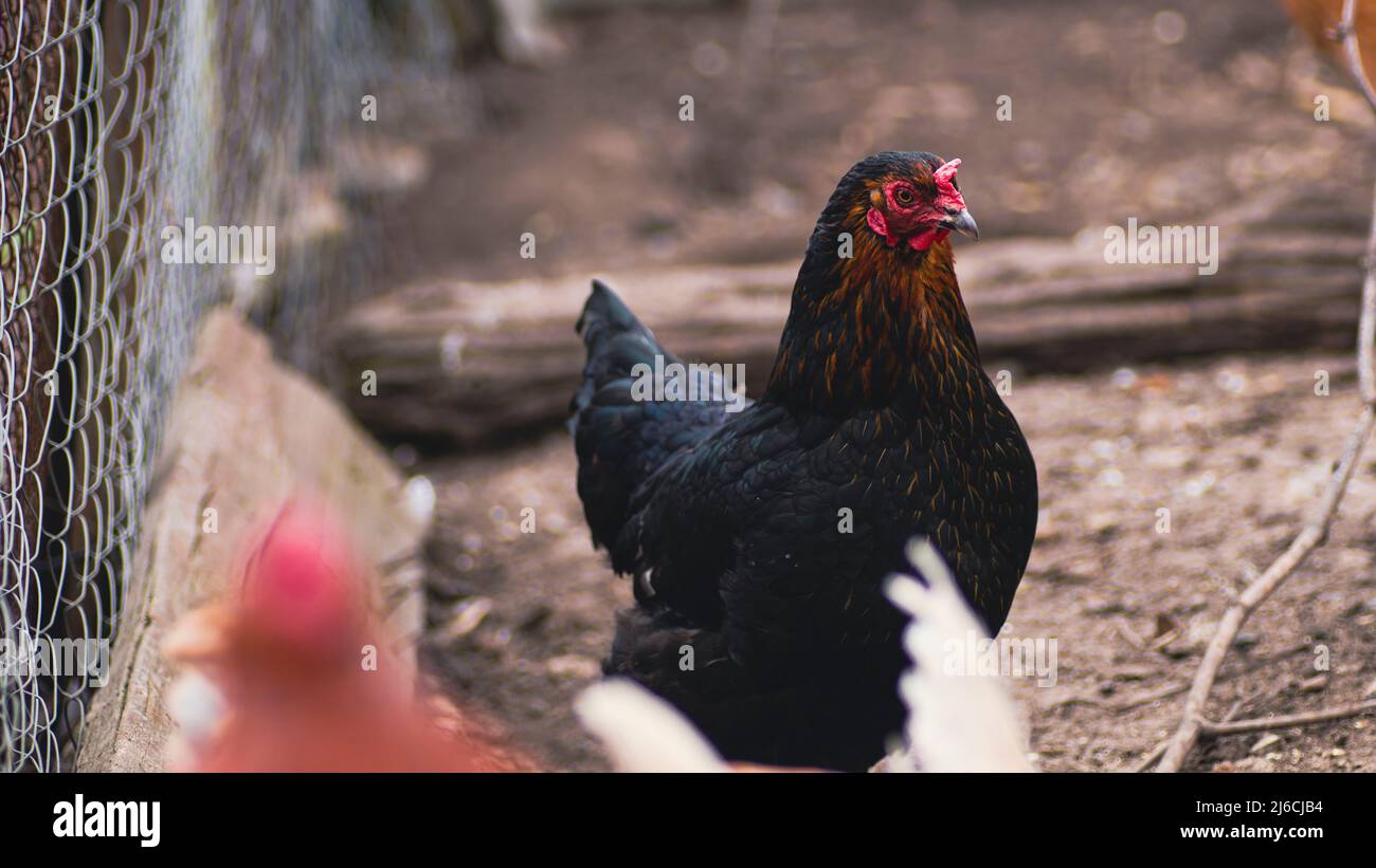 Flock of white birds with white plumage and pointed beak on blurred ...