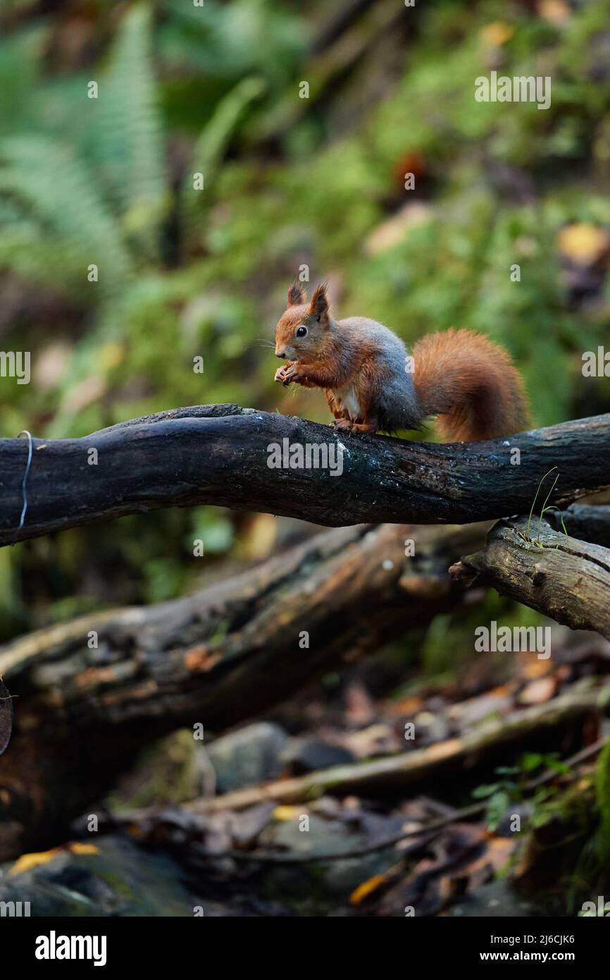 A european red squirrel in the forest eating a nut Stock Photo - Alamy